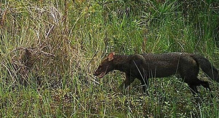 Amazonía peruana: Avistan por primera vez un perro de monte » Crónica Viva