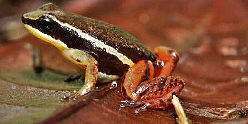Descubren nueva especie de rana venenosa en la Amazonía peruana ... Descubren nueva especie de rana venenosa en la Amazonía peruana ...