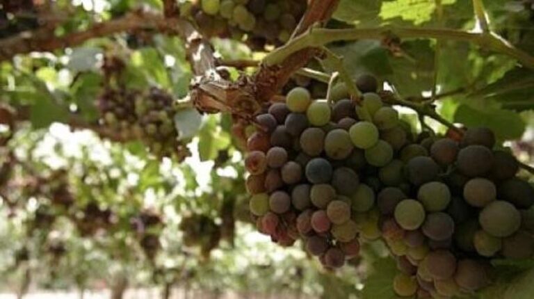 Hacer buen vino, una obsesión milenaria (video) » Crónica Viva