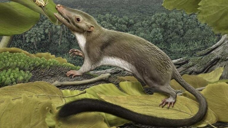 Mamíferos de la época de los dinosaurios tenían comportamiento social ...