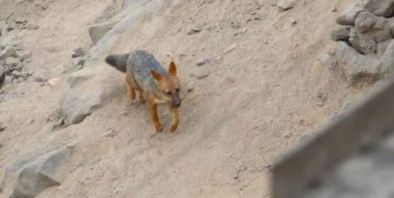 Run Run, el escurridizo zorro de Perú que fue comprado y criado como ...