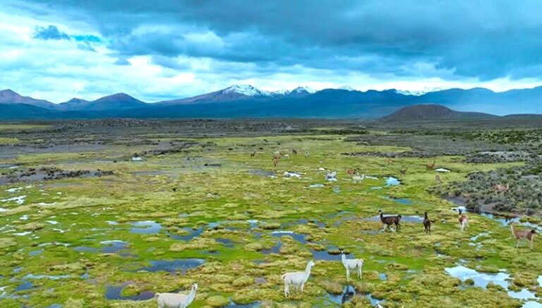 Tacna: construyen sistema de qochas para recuperar ecosistemas en zona ...